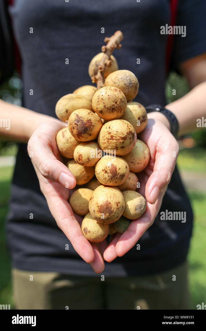Duku Fruit High Resolution Stock Photography and Images - Alamy Duku Fruit High Resolution Stock Photography and Images - Alamy