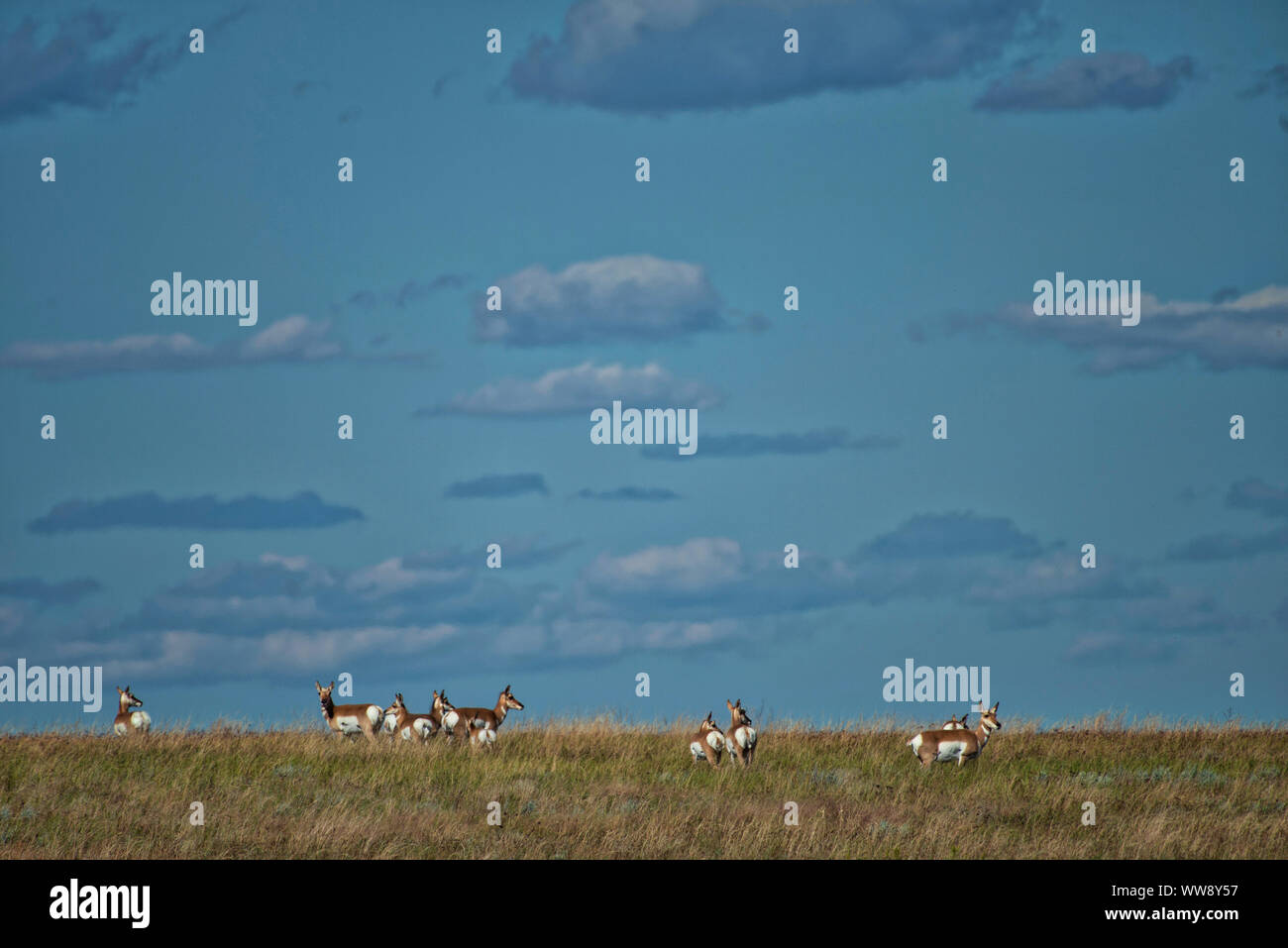 Pronghorn migration hi-res stock photography and images - Alamy
