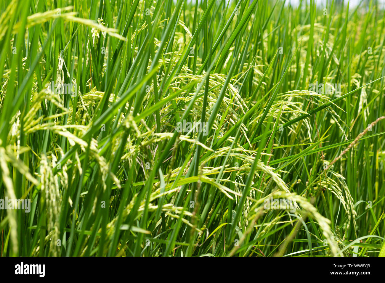 Paddy rice plantation field ready for harvest, Agricultural industry ...