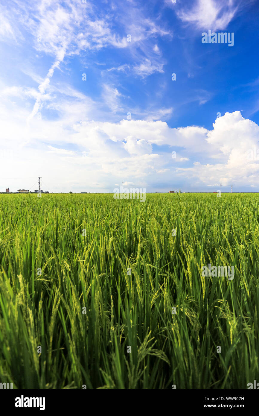 Sekinchan paddy field hi-res stock photography and images - Alamy