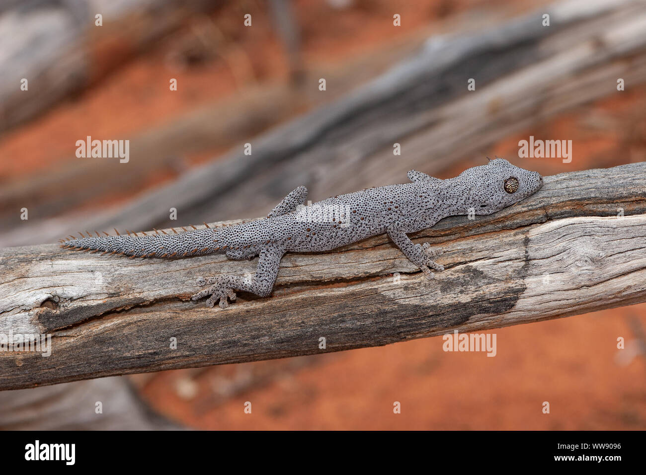 Spiny tailed gecko hi-res stock photography and images - Alamy