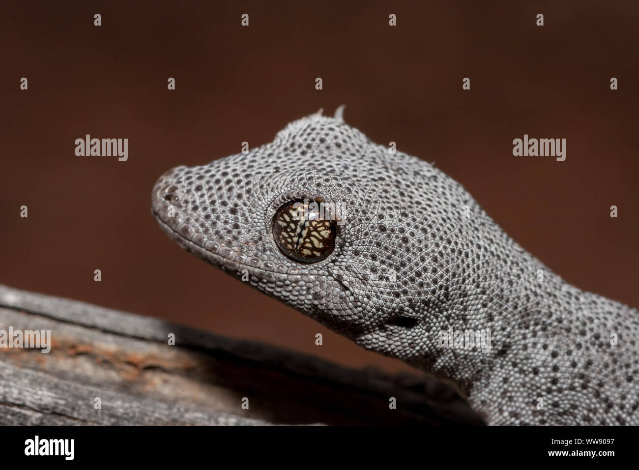 Spiny tailed gecko hi-res stock photography and images - Alamy
