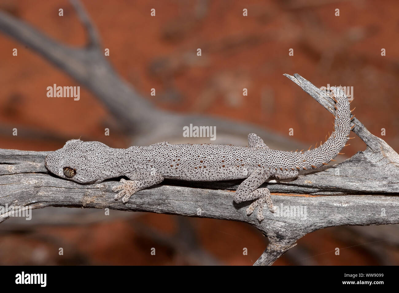 Spiny tailed gecko hi-res stock photography and images - Alamy