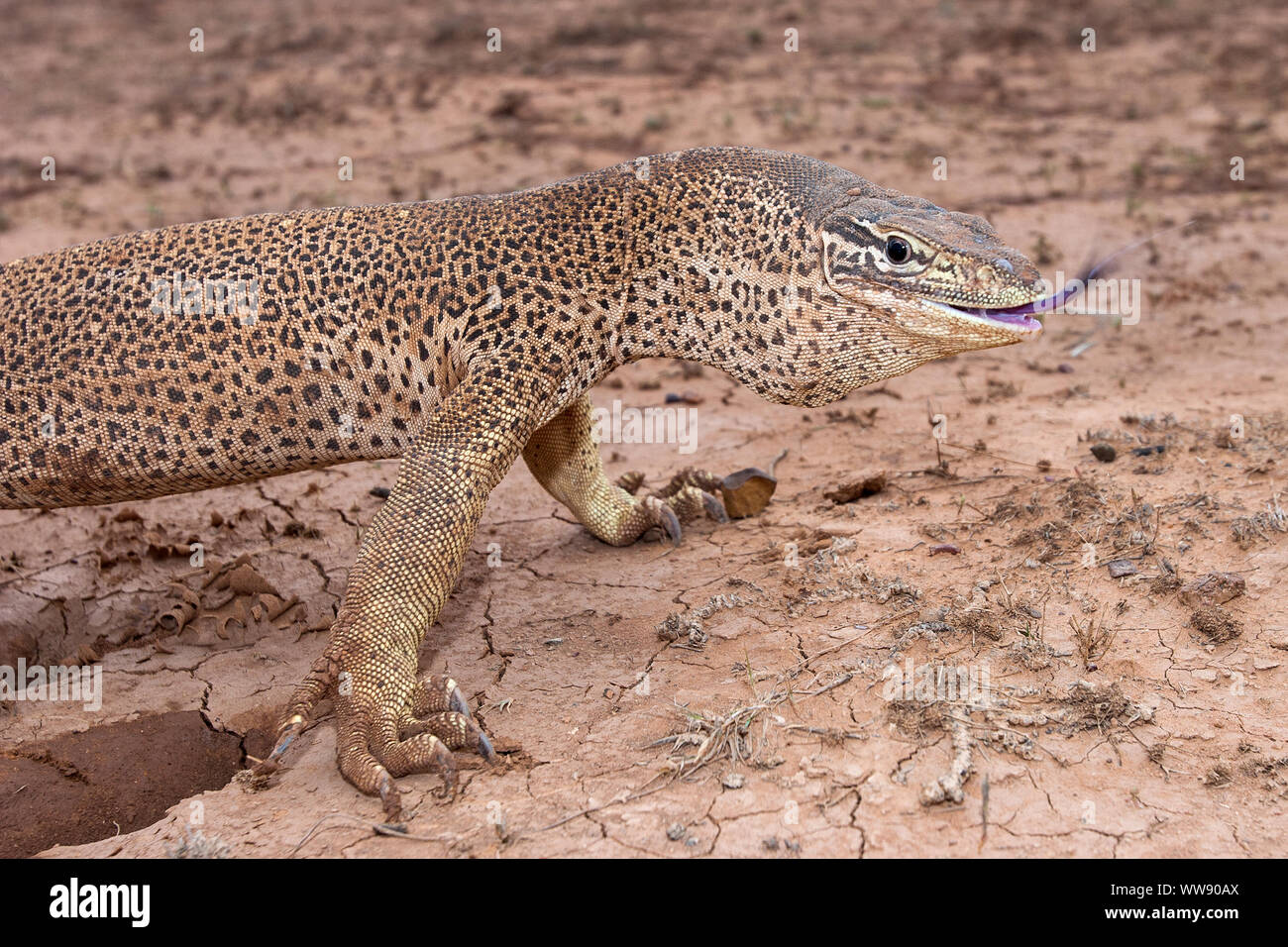 Yellow spotted monitor lizard hi-res stock photography and images - Alamy