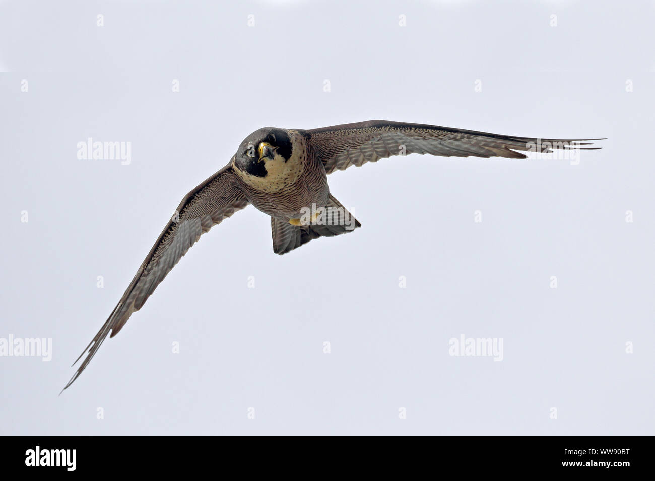 Australian Peregrine falcon in flight Stock Photo - Alamy
