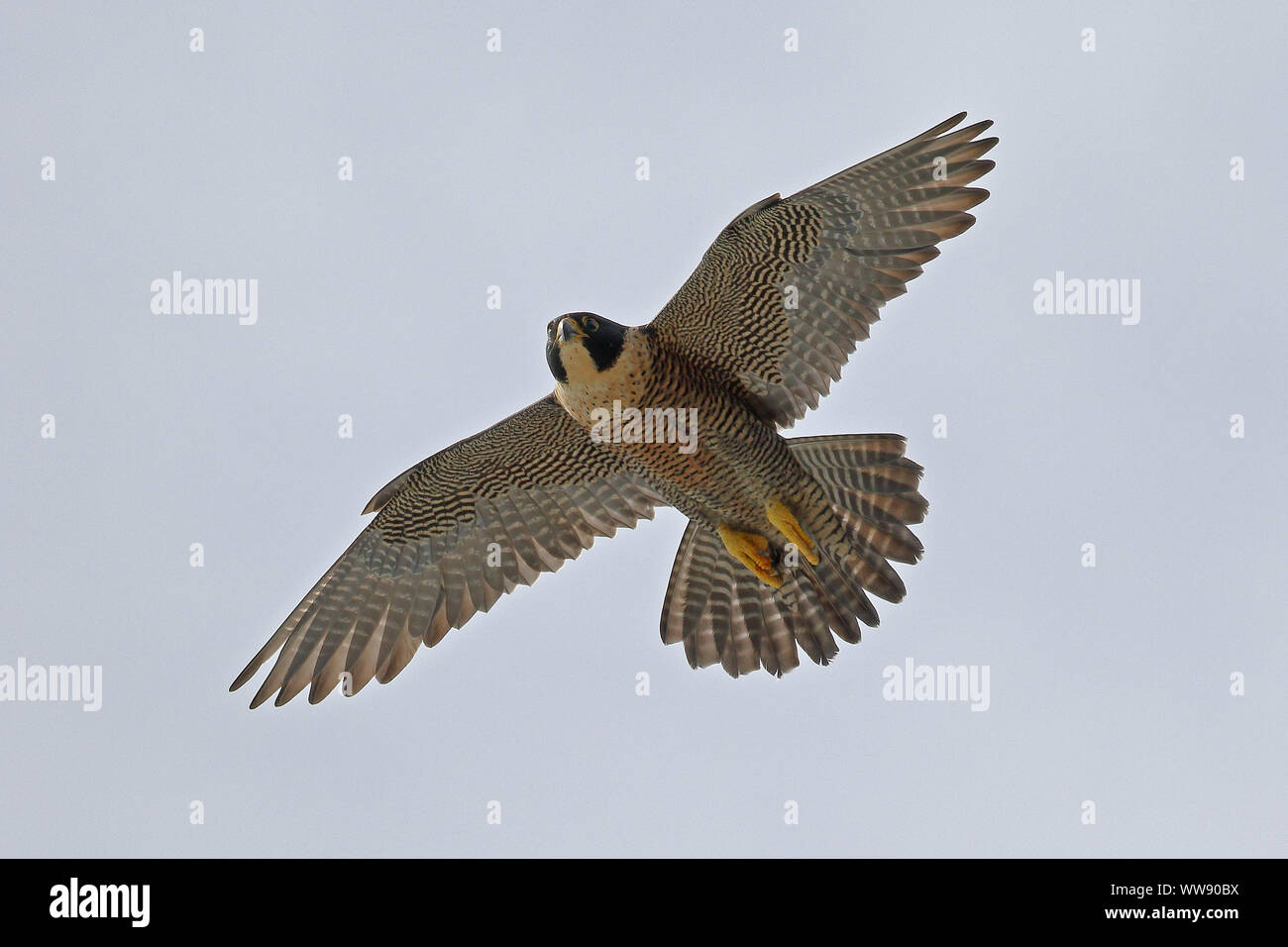 Peregrine falcon in flight hi-res stock photography and images - Alamy