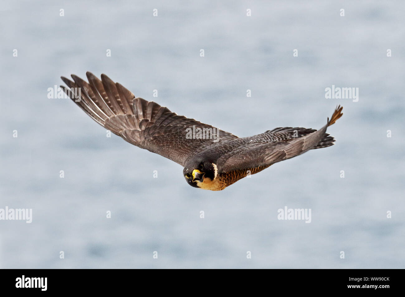 Australian Peregrine falcon in flight Stock Photo - Alamy