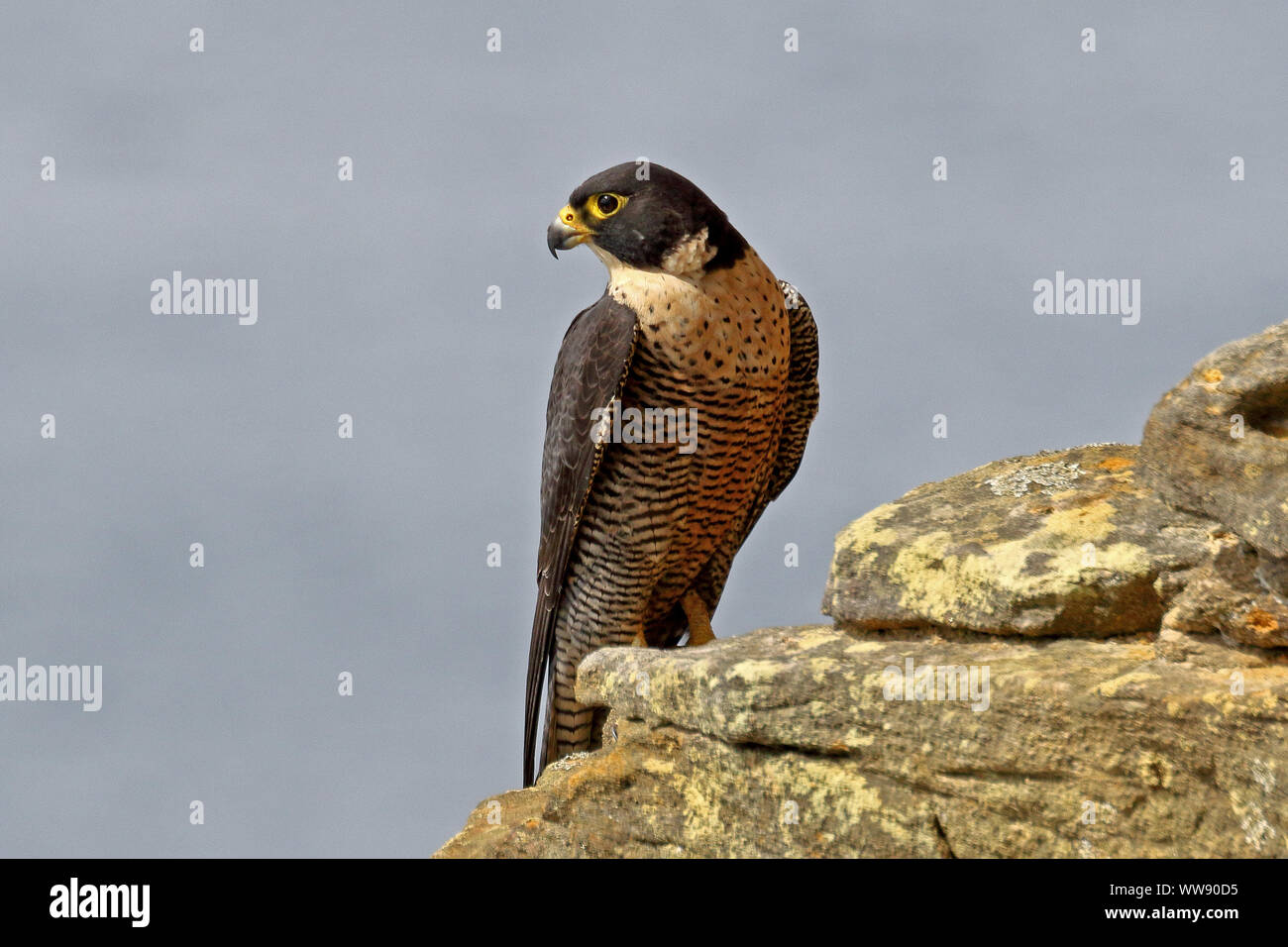 Australian Peregrine falcon at rest Stock Photo - Alamy