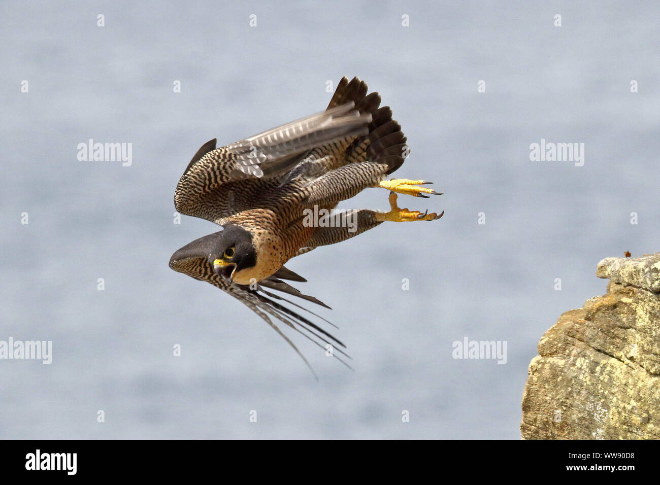 Australian Peregrine falcon in flight Stock Photo - Alamy