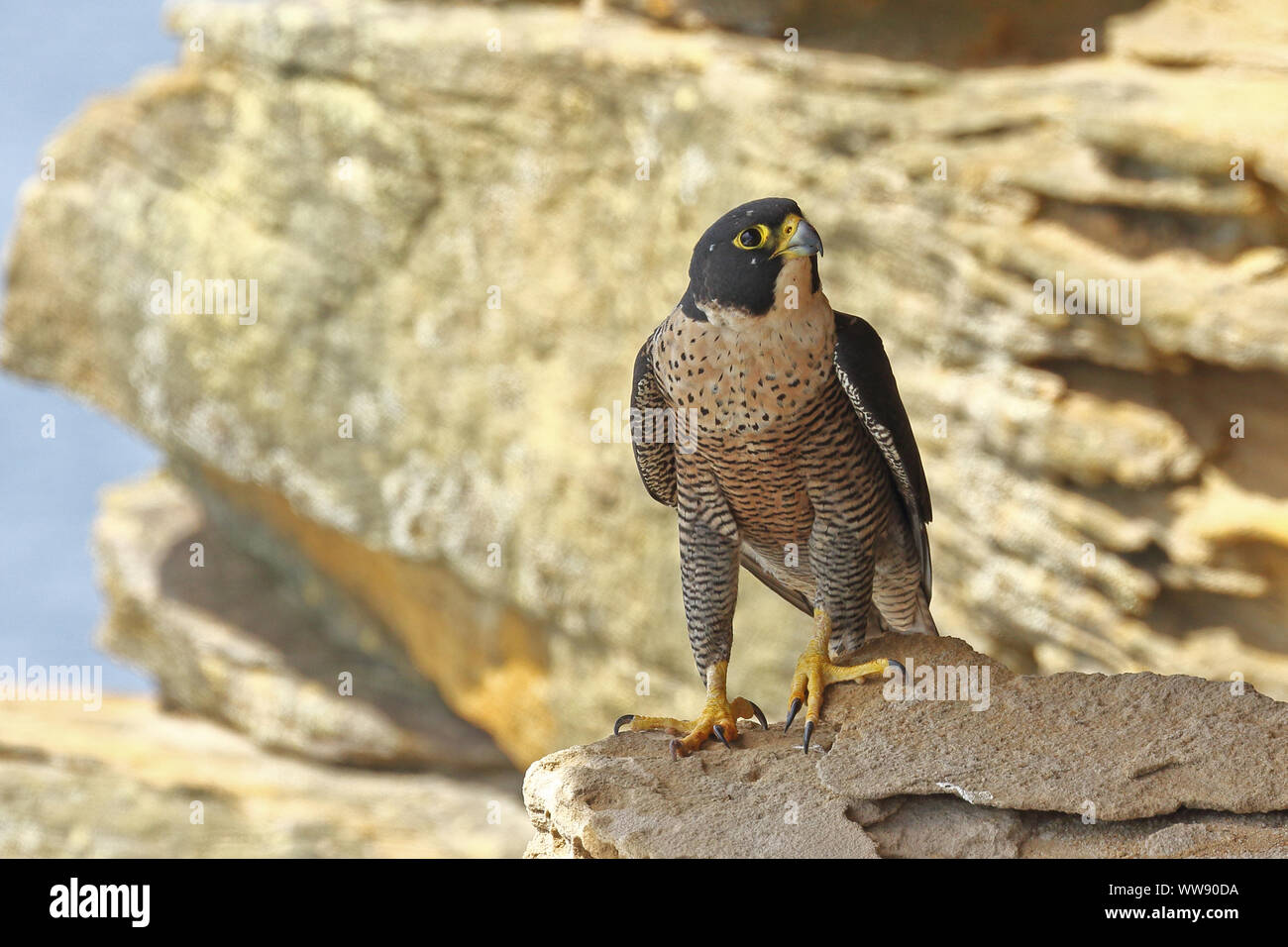 Australian Peregrine falcon at rest Stock Photo - Alamy