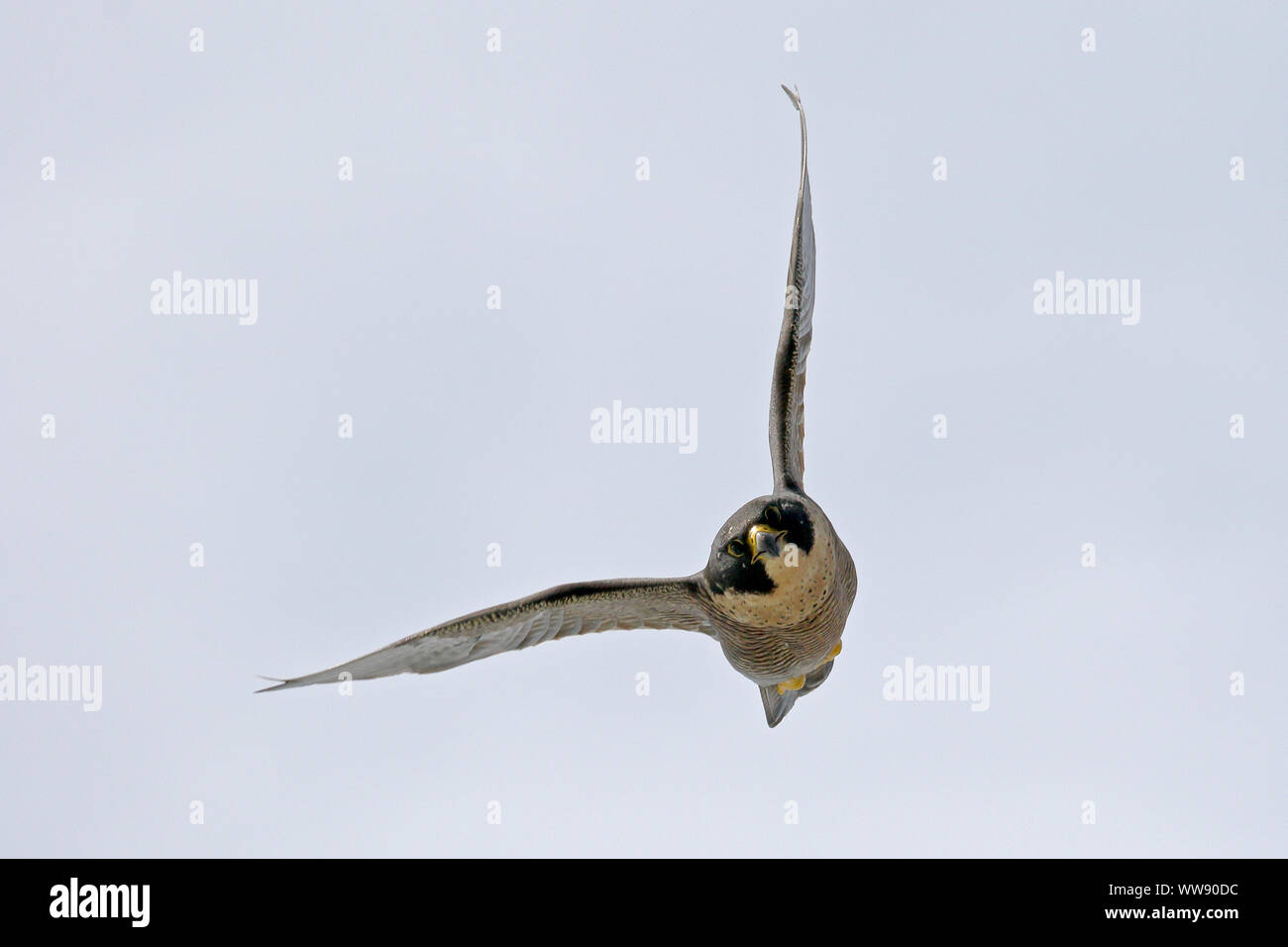 Australian Peregrine falcon in flight Stock Photo - Alamy