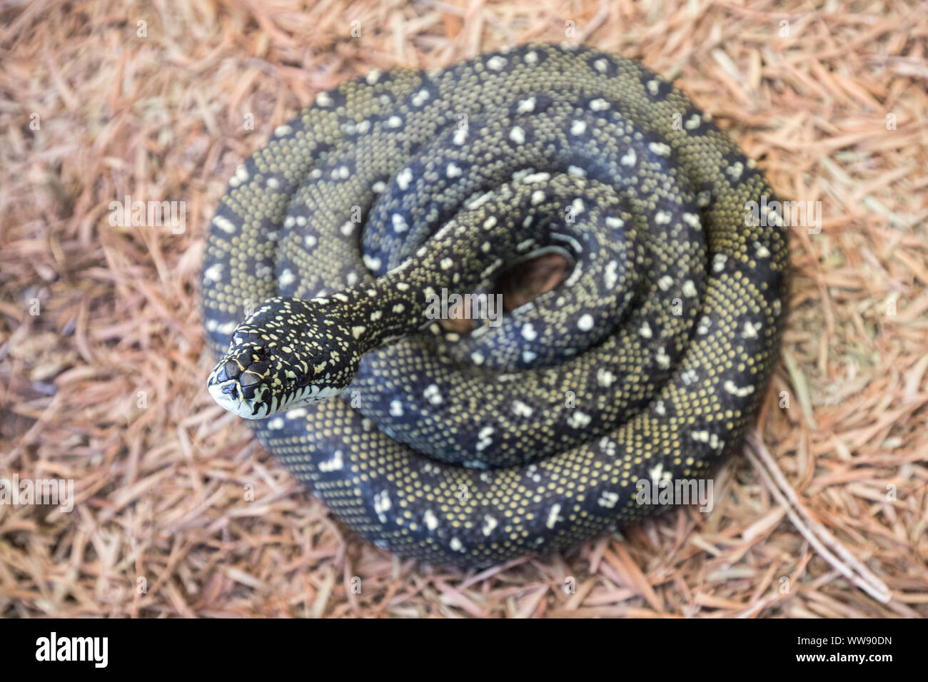 Diamond Python Morelia Spilota Spilota Stock Photos & Diamond Python ...
