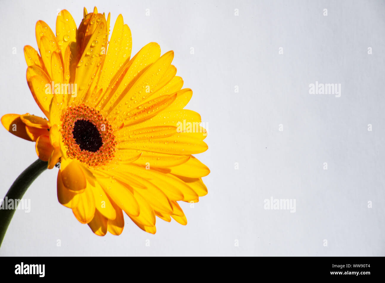 abstract yellow flower Stock Photo - Alamy
