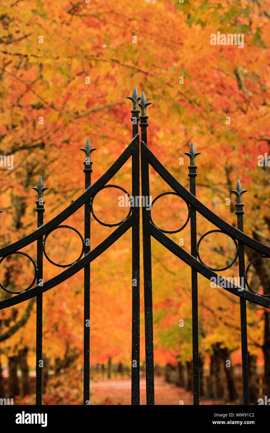 Fall colors in the Pacific Northwest of the United States of America ...