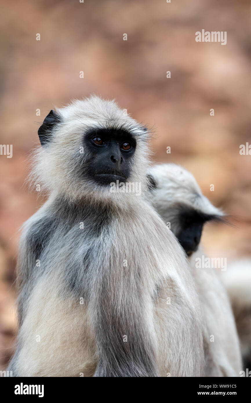 Gray langur(s) (Semnopithecus entellus) in India Stock Photo - Alamy