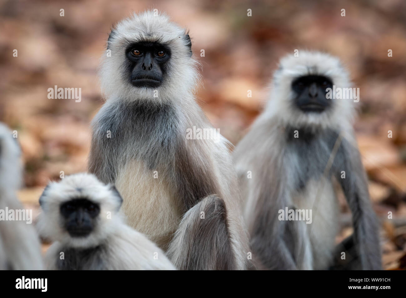 Gray langur(s) (Semnopithecus entellus) in India Stock Photo - Alamy