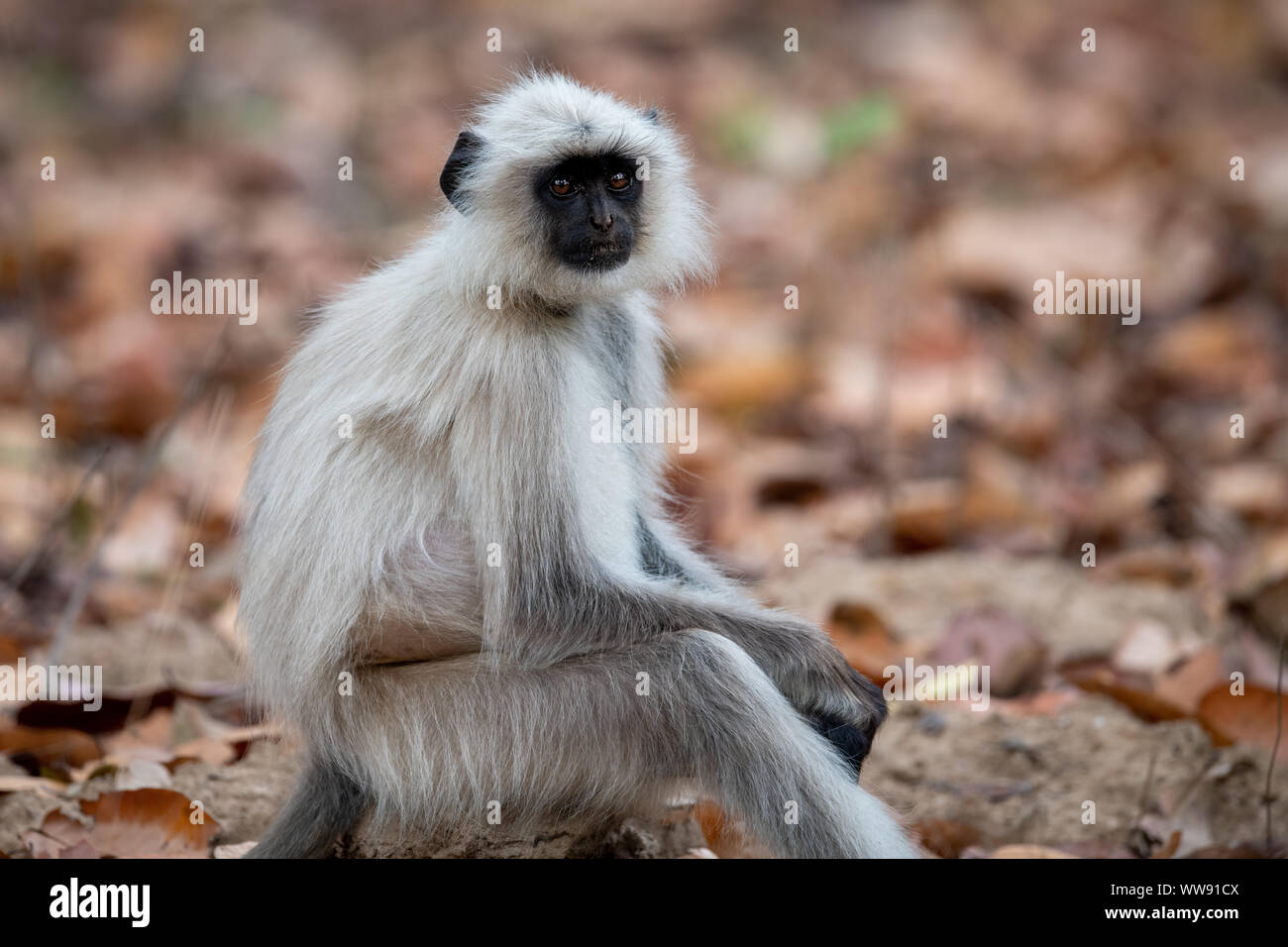 Gray langur(s) (Semnopithecus entellus) in India Stock Photo - Alamy