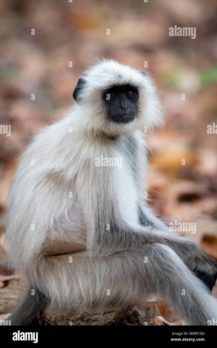 Gray langur(s) (Semnopithecus entellus) in India Stock Photo - Alamy