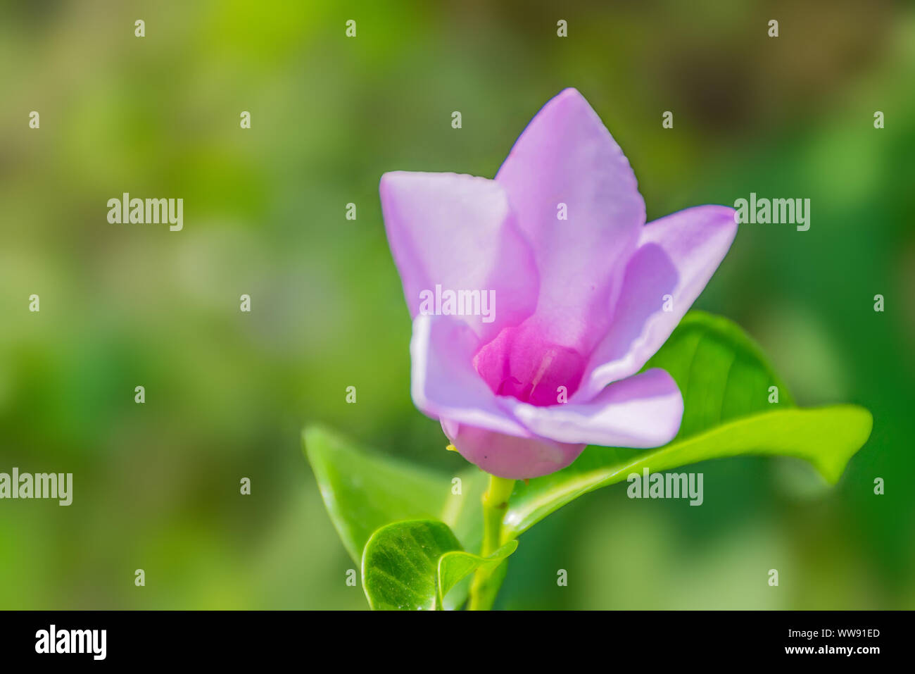 Saritaea magnifica Duyand, Purple Bignonia , Bignoniaceae ,flower plant ...
