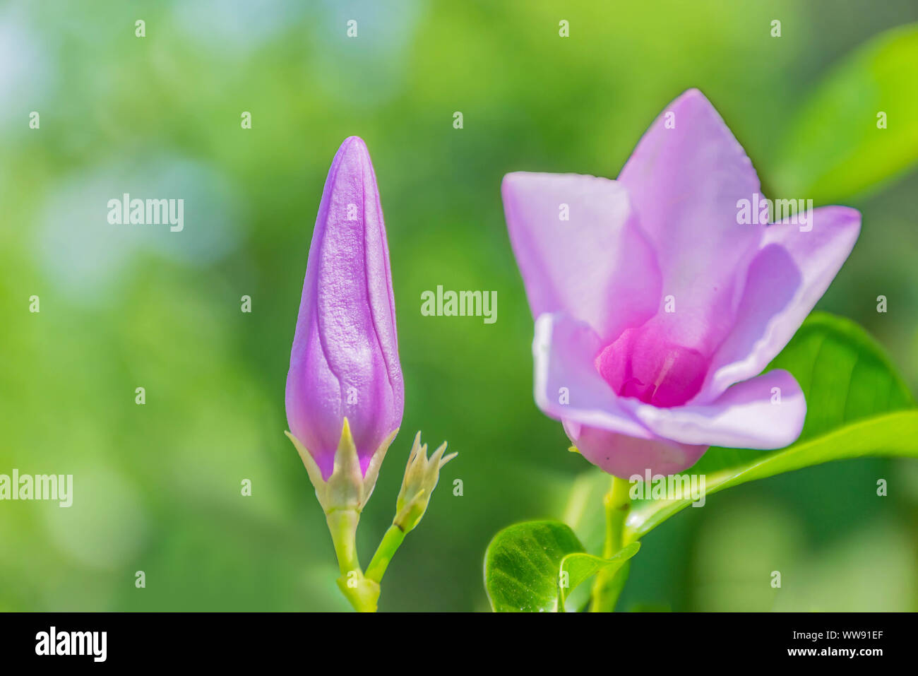 Saritaea magnifica Duyand, Purple Bignonia , Bignoniaceae ,flower plant ...