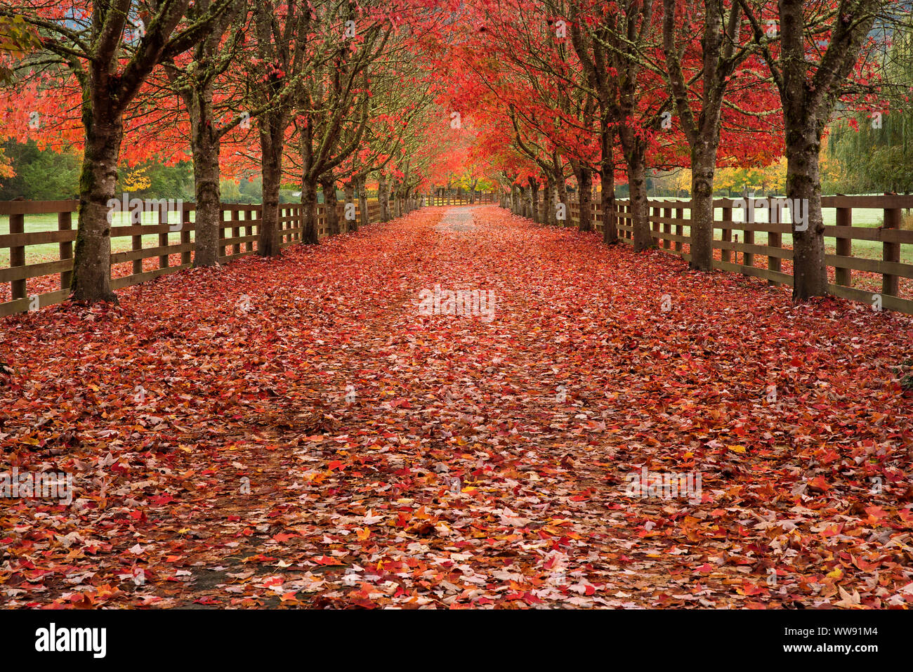 Colorful fall color lines a driveway in the Pacific Northwest. Tree ...