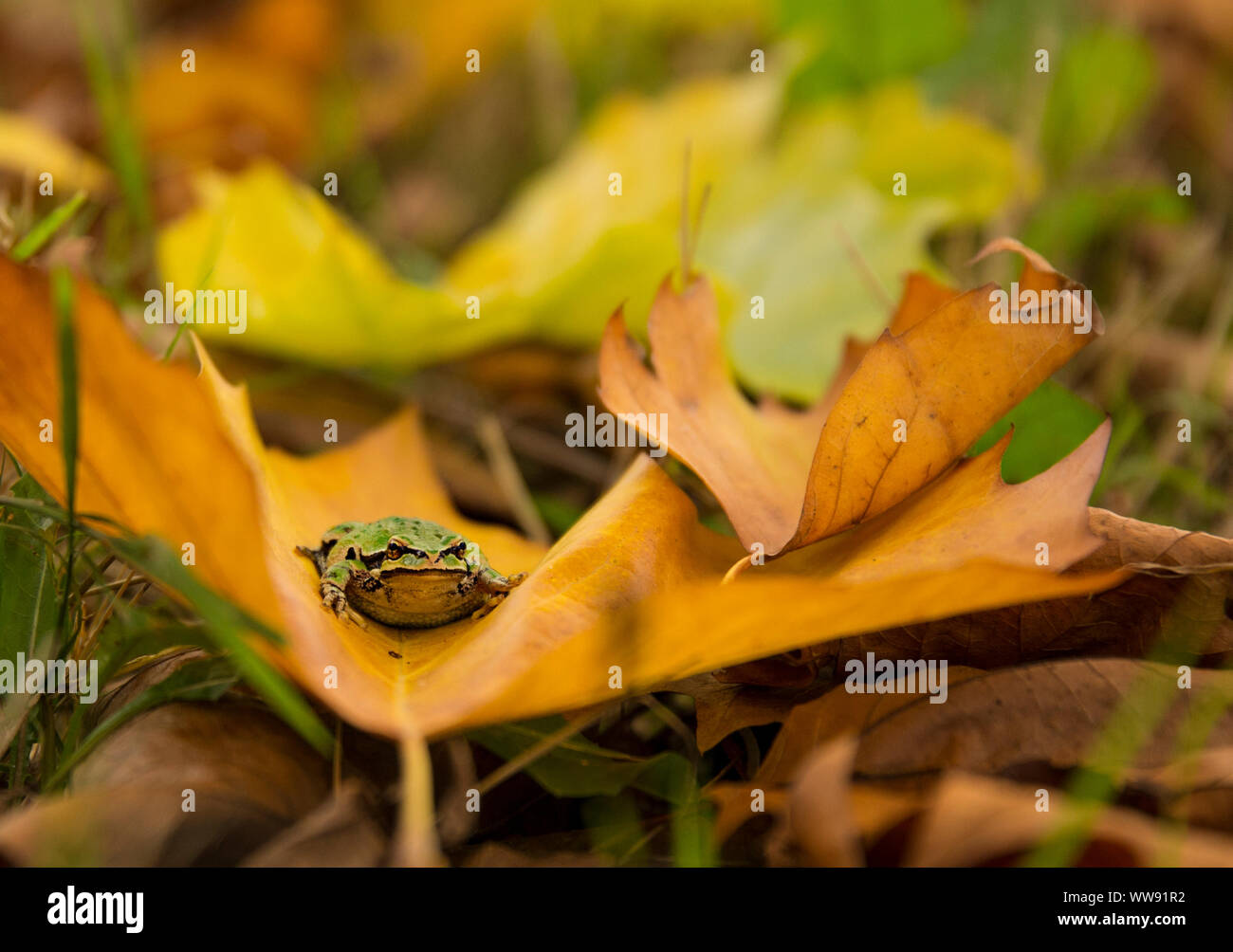Fall colors in the Pacific Northwest of the United States of America ...