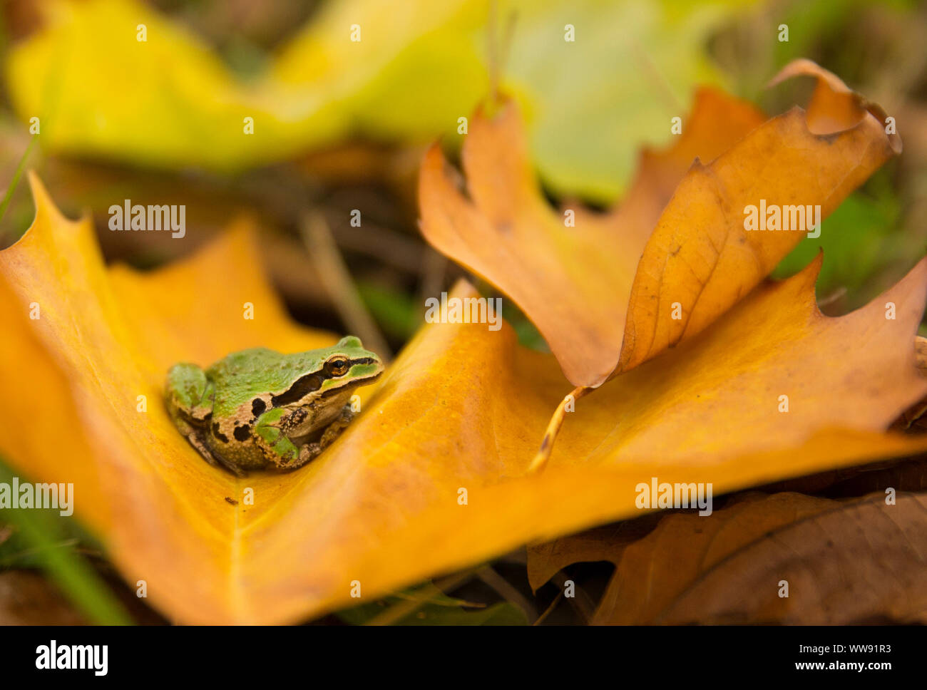 Fall colors in the Pacific Northwest of the United States of America ...