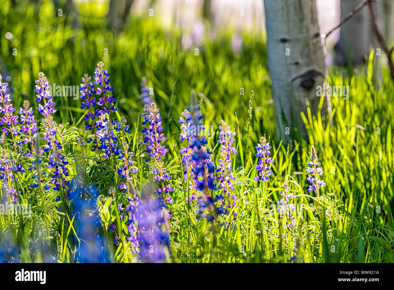 Many purple lupine flowers in small forest in Snowmass Village in Aspen ...