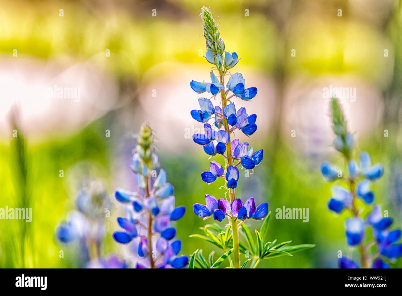 Lupinus argenteus hi-res stock photography and images - Alamy