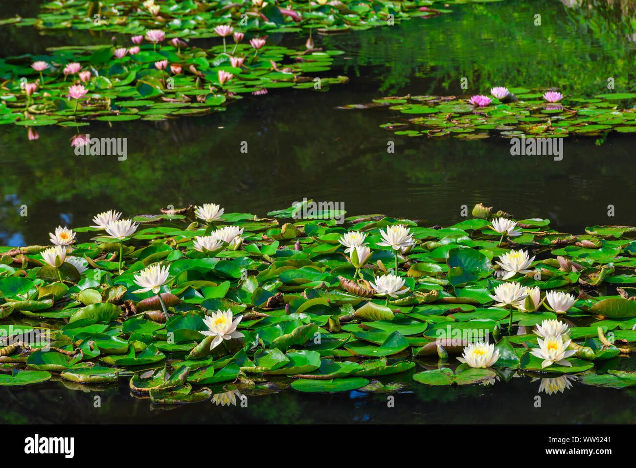 Different coloured water lilies flowers in bloom in pond Stock Photo ...