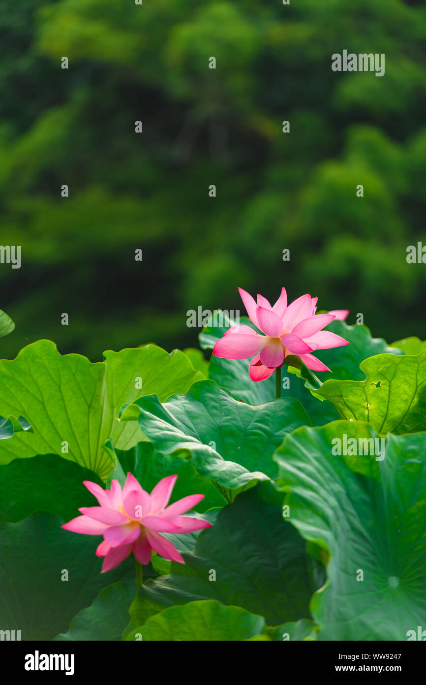 Double lotus flowers in full bloom Stock Photo - Alamy