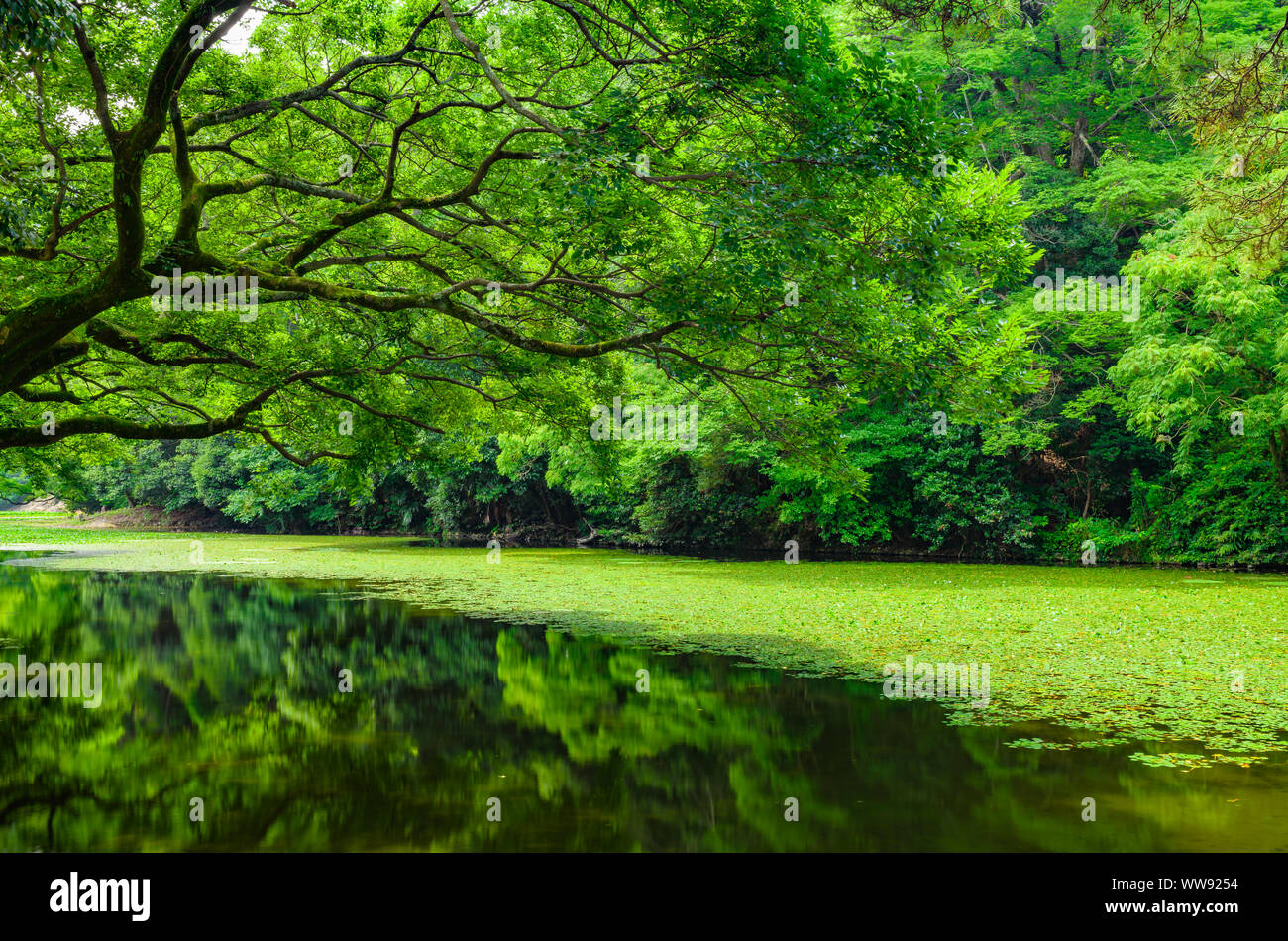 Tree overlooking water lily pond in Japanese garden Stock Photo - Alamy