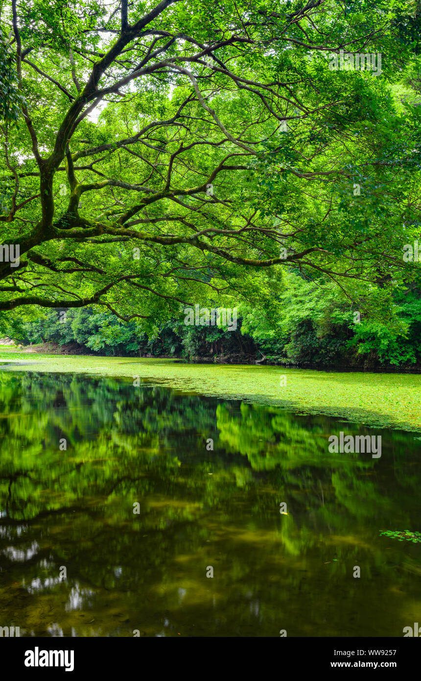 Tree overlooking water lily pond in Japanese garden Stock Photo - Alamy