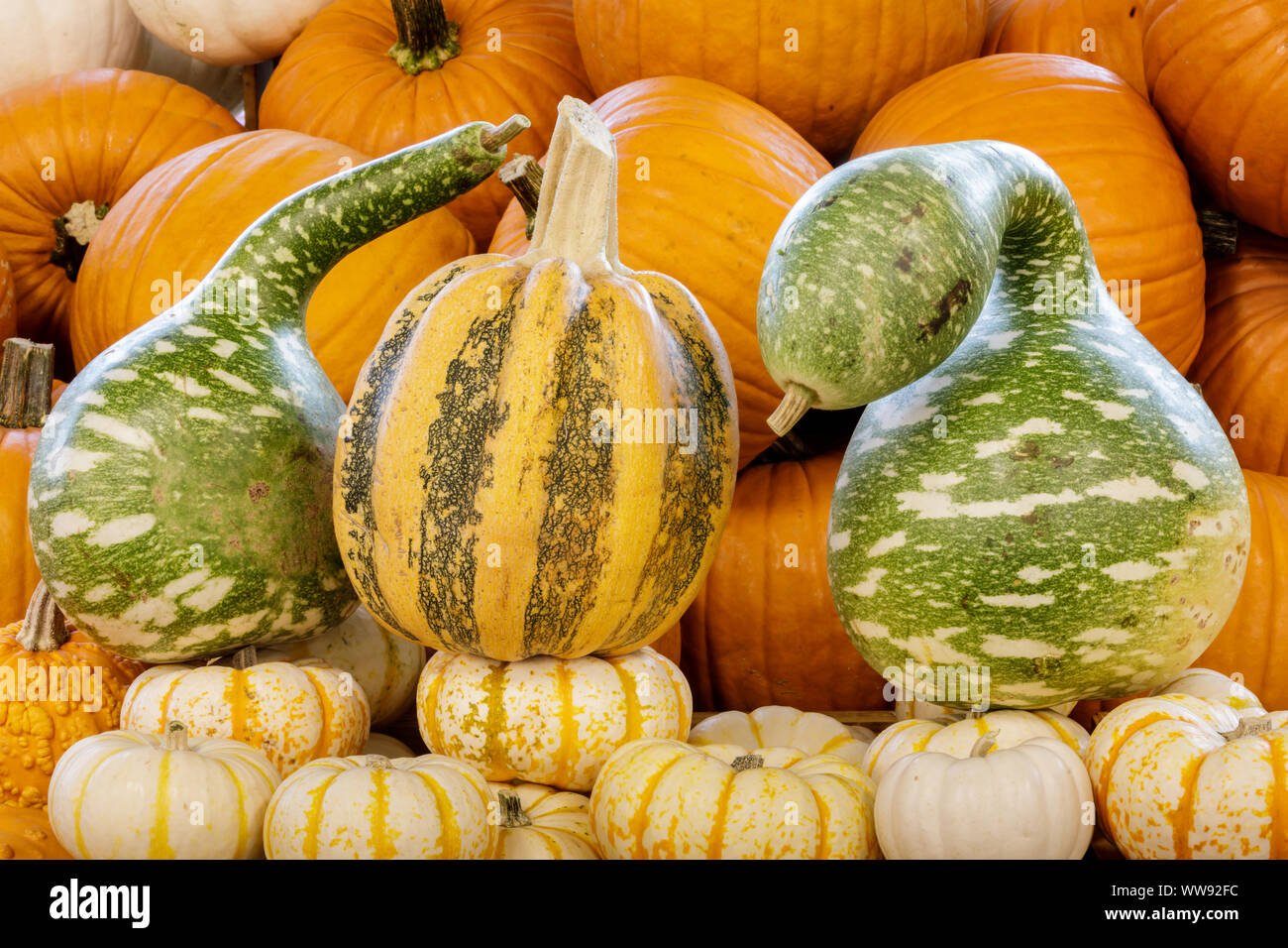 Calabash pumpkin hi-res stock photography and images - Alamy