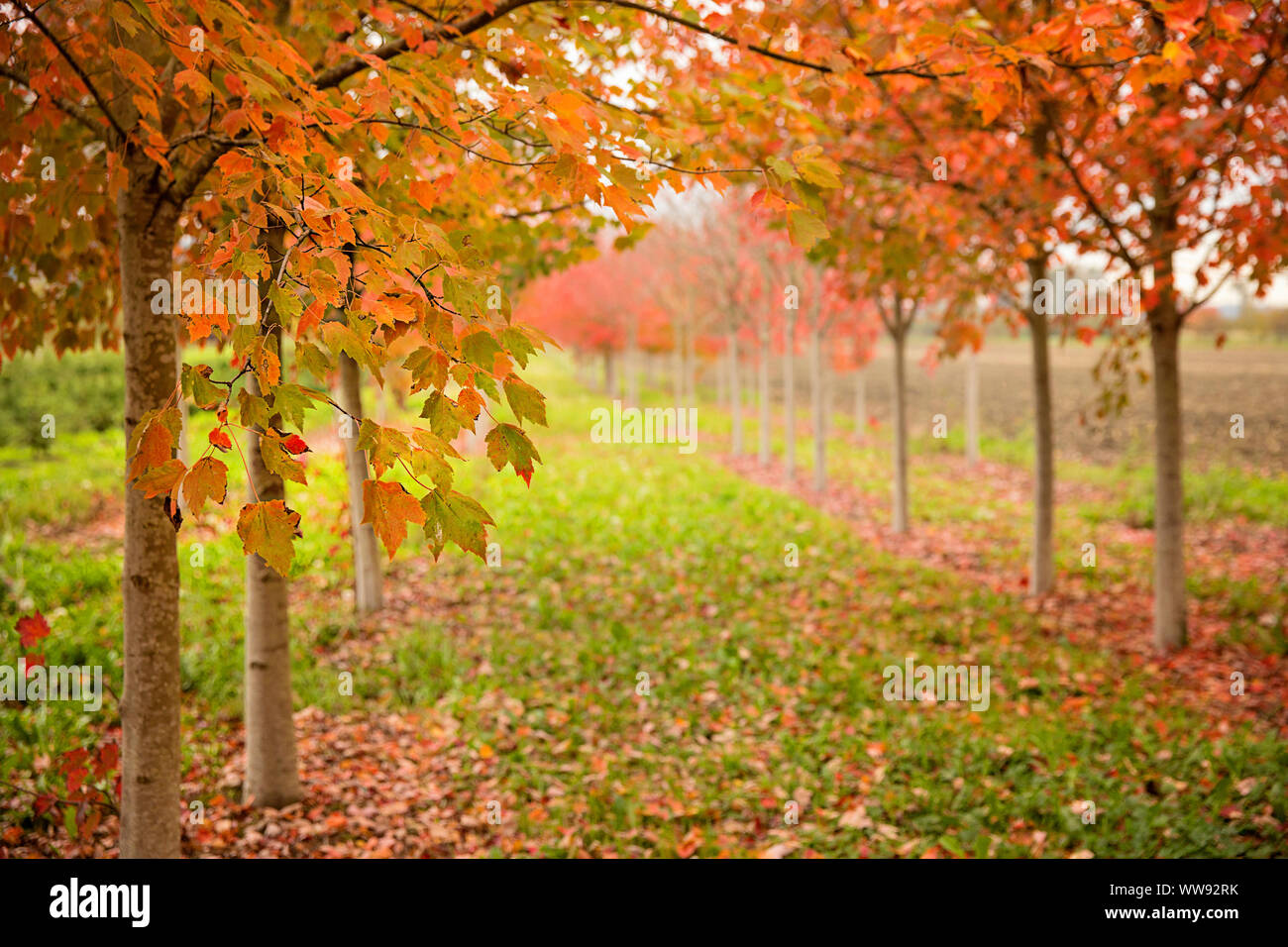 Fall colors in the Pacific Northwest of the United States of America ...