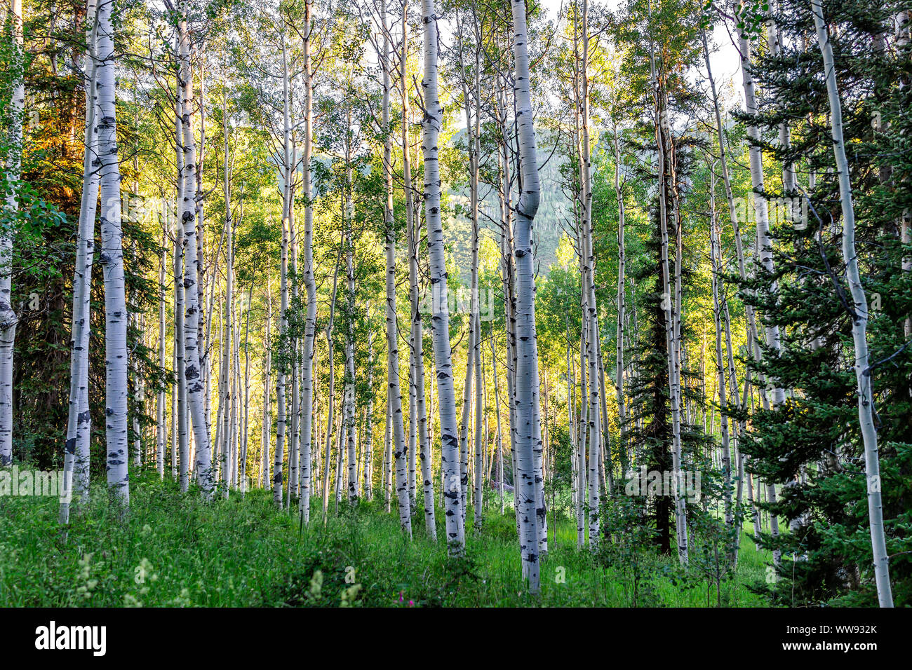 Aspen trees pattern in morning sunlight in summer on Snowmass Lake hike ...