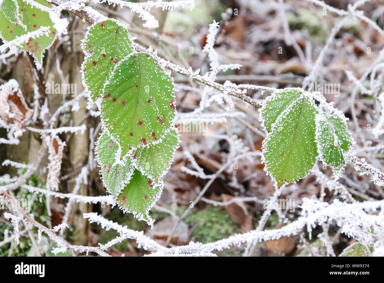 Green leaves branches freeze hi-res stock photography and images - Alamy