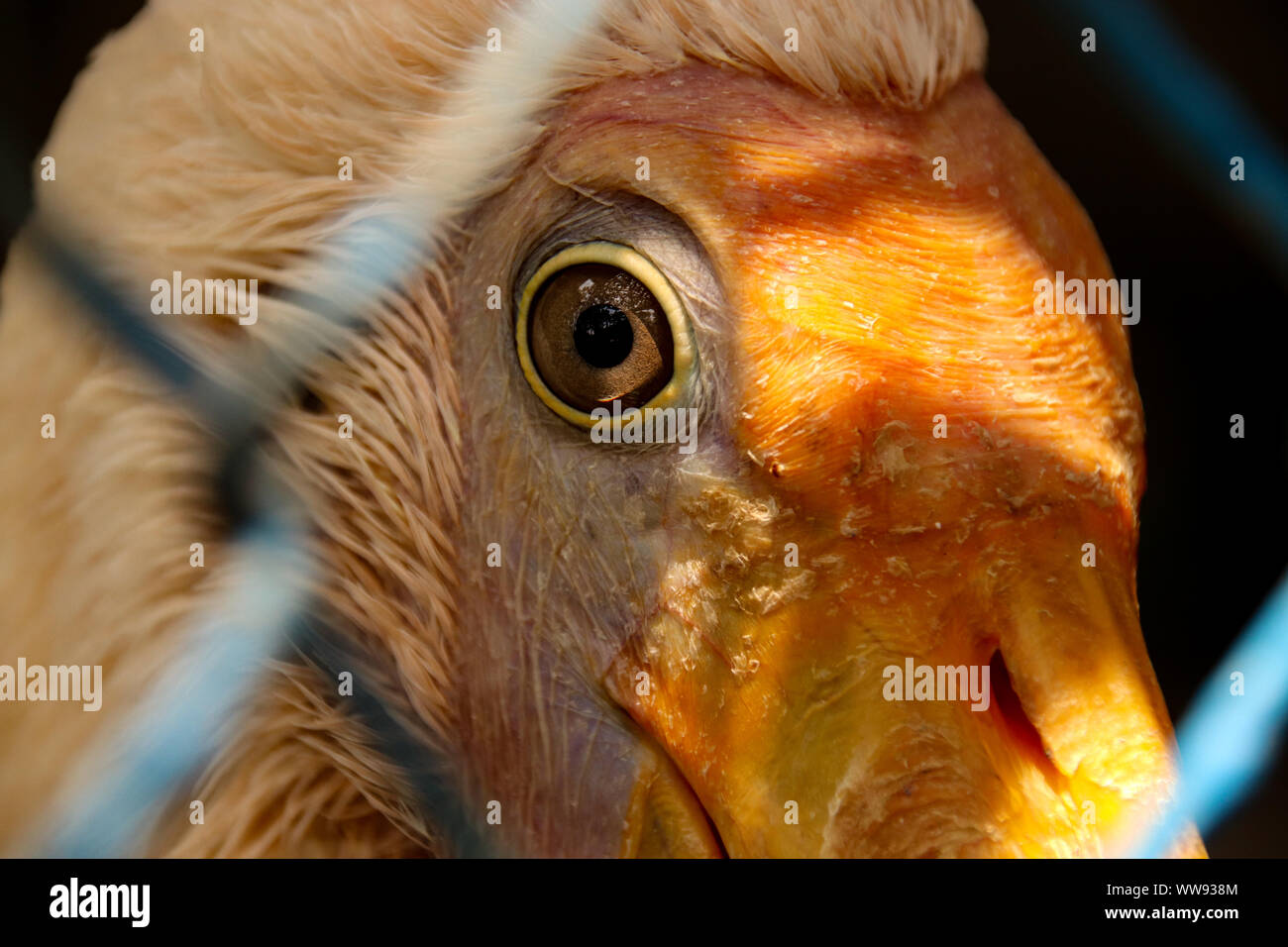 Close up of the critically endangered giant ibis (Thaumatibis gigantea ...