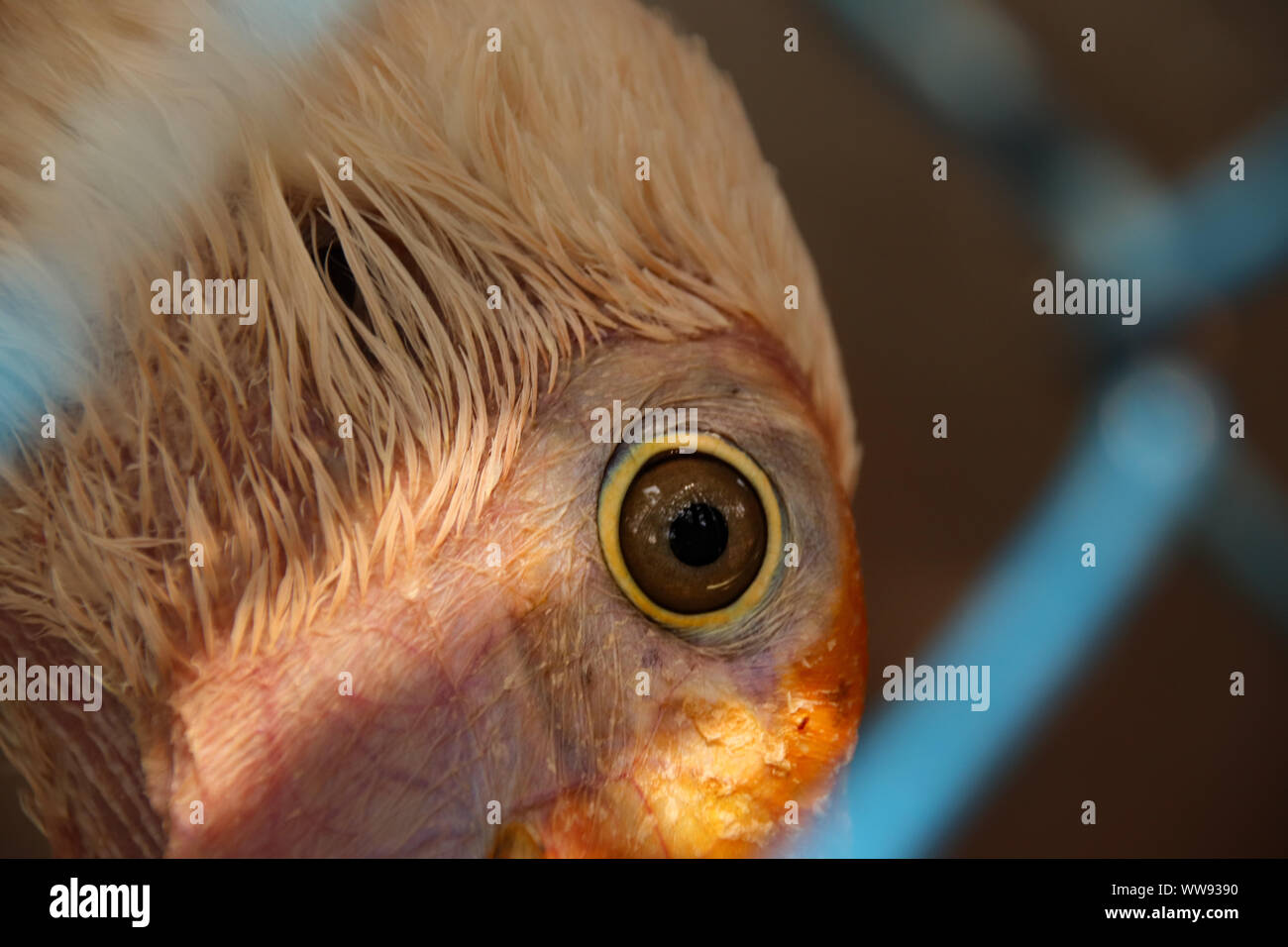 Close up of the critically endangered giant ibis (Thaumatibis gigantea ...