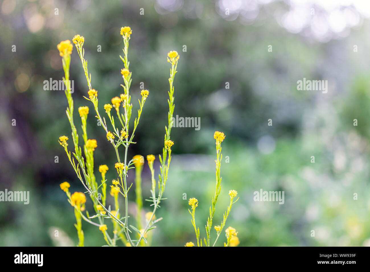 Macro closeup of tall yellow flowers wildflowers in on Snowmass Lake ...