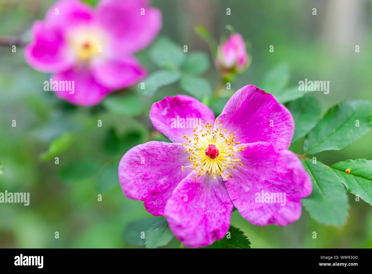 Rosa park usa hi-res stock photography and images - Alamy