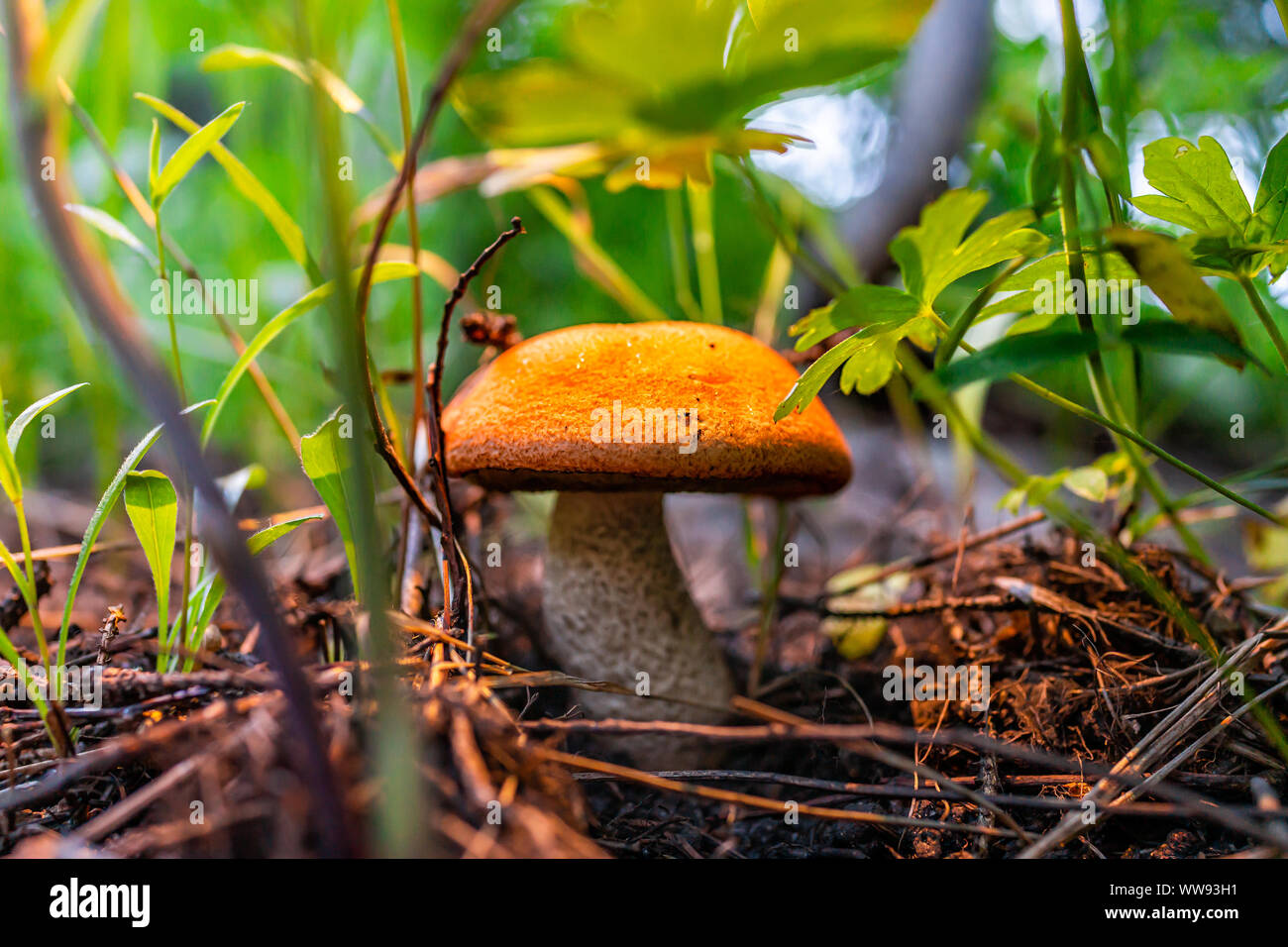 Macro closeup of one Leccinum insigne mushroom growing in ground in ...