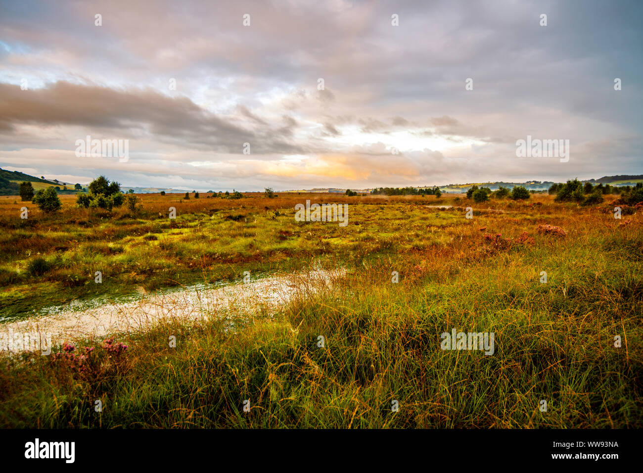 Cors caron wetland nature reserve hi-res stock photography and images ...
