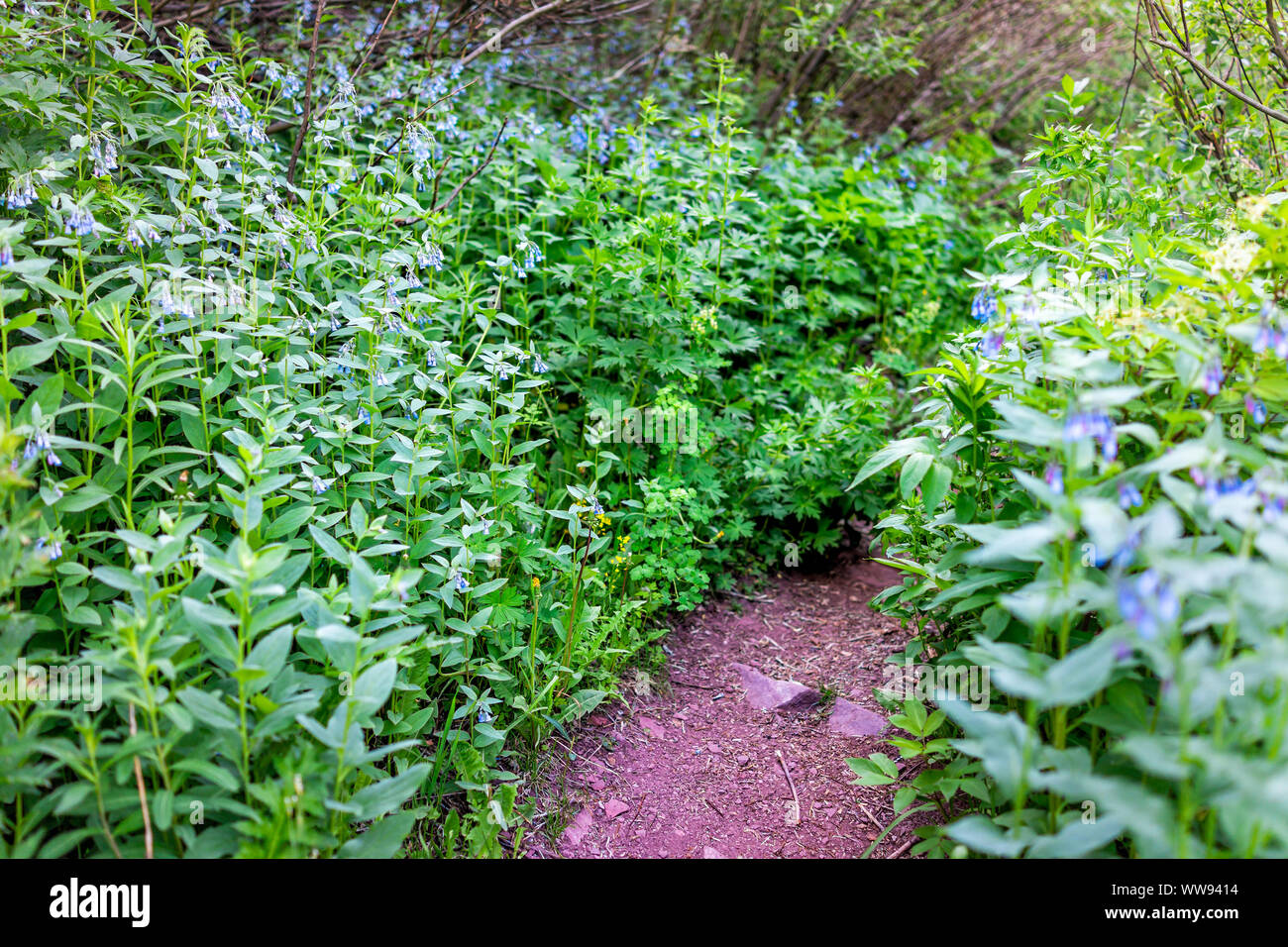 Tall chiming blue bell bluebell flowers on Snowmass Lake hike trail ...