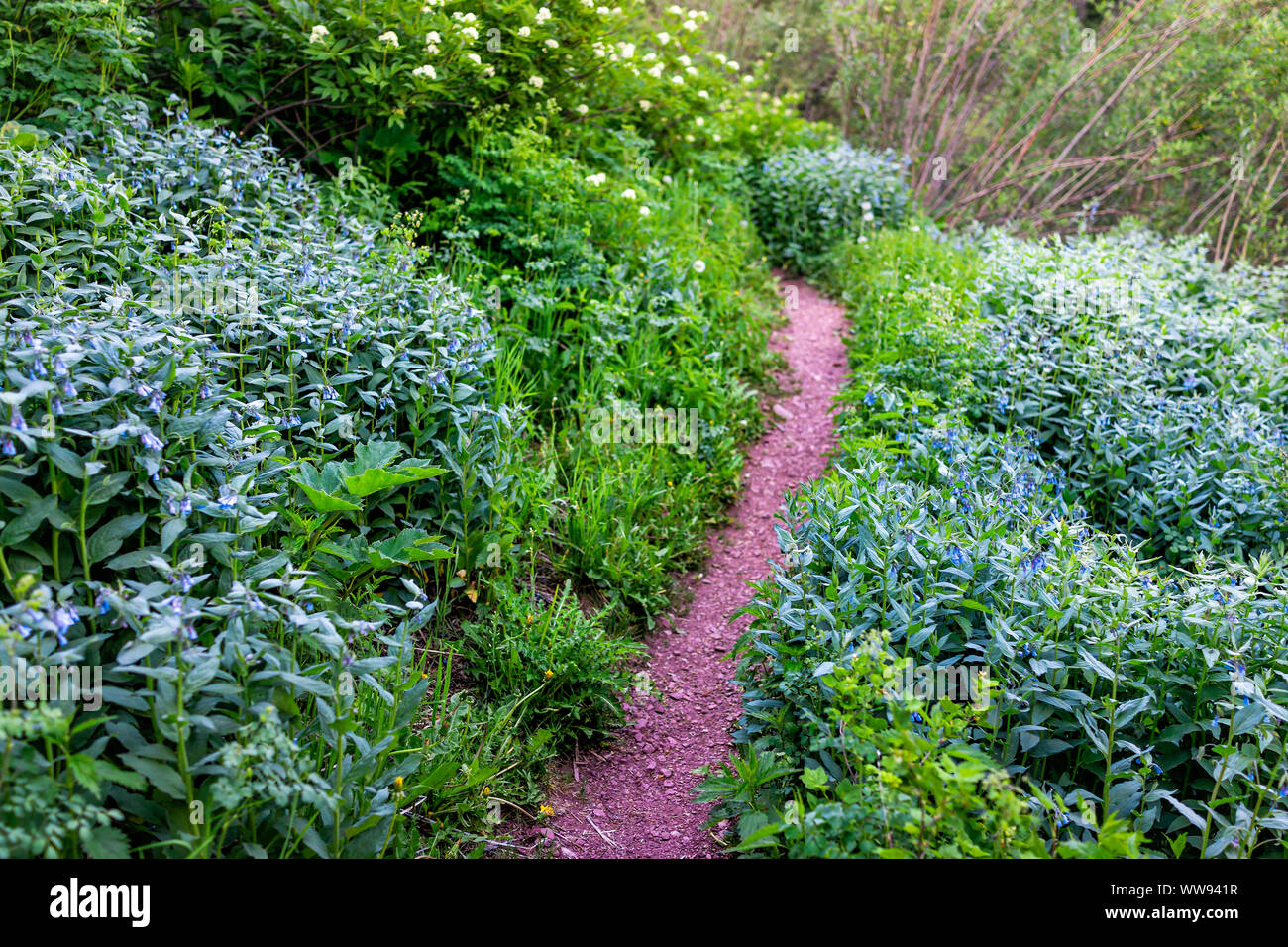 Tall chiming bluebell flowers on Snowmass Lake hike trail along path in ...
