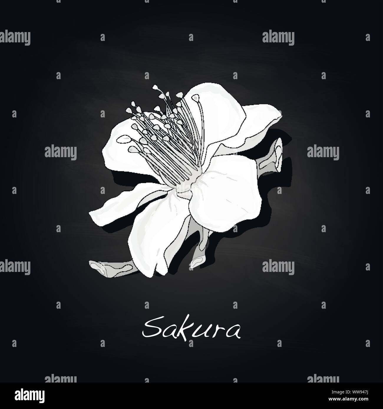 Sakura blooming tree natural Black and White Stock Photos & Images - Alamy
