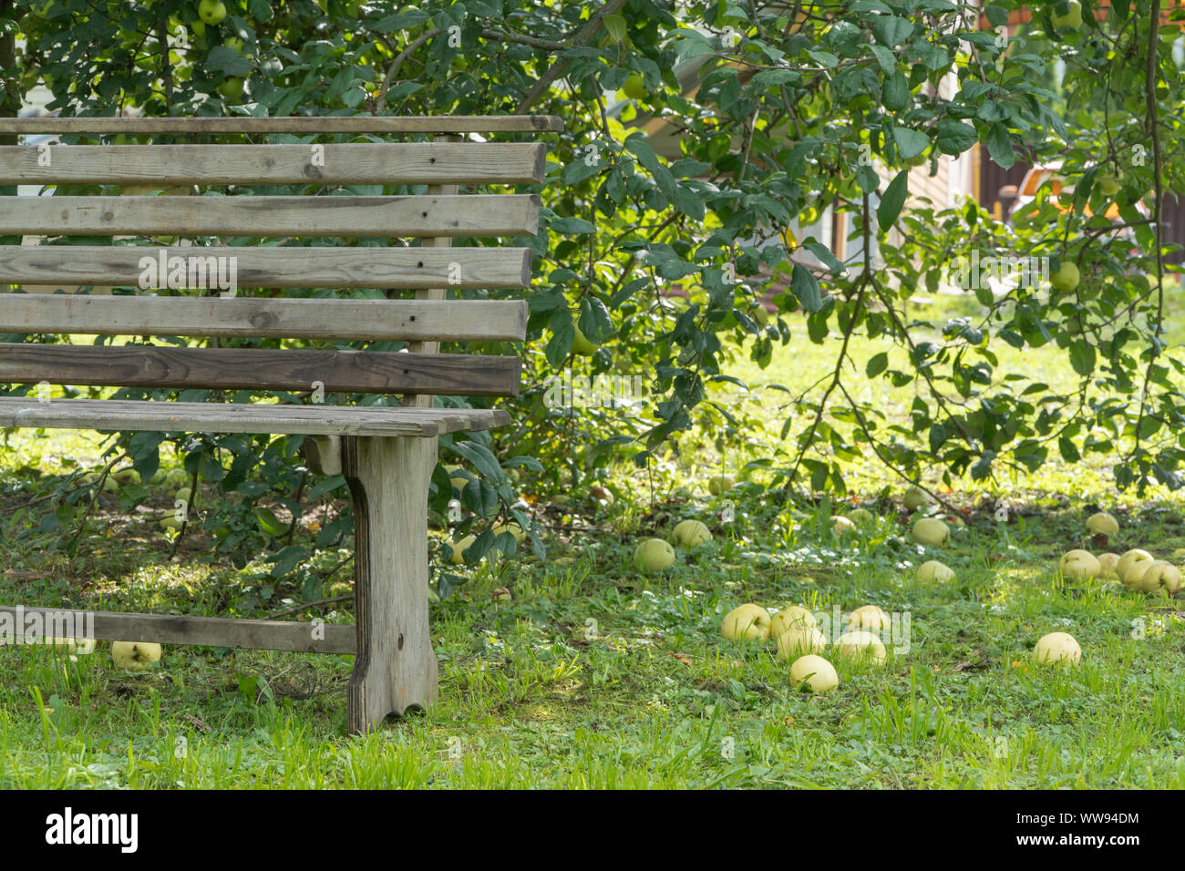 Apple tree bench garden hi-res stock photography and images - Alamy