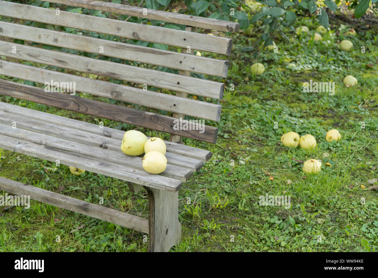 Apple tree bench garden hi-res stock photography and images - Alamy