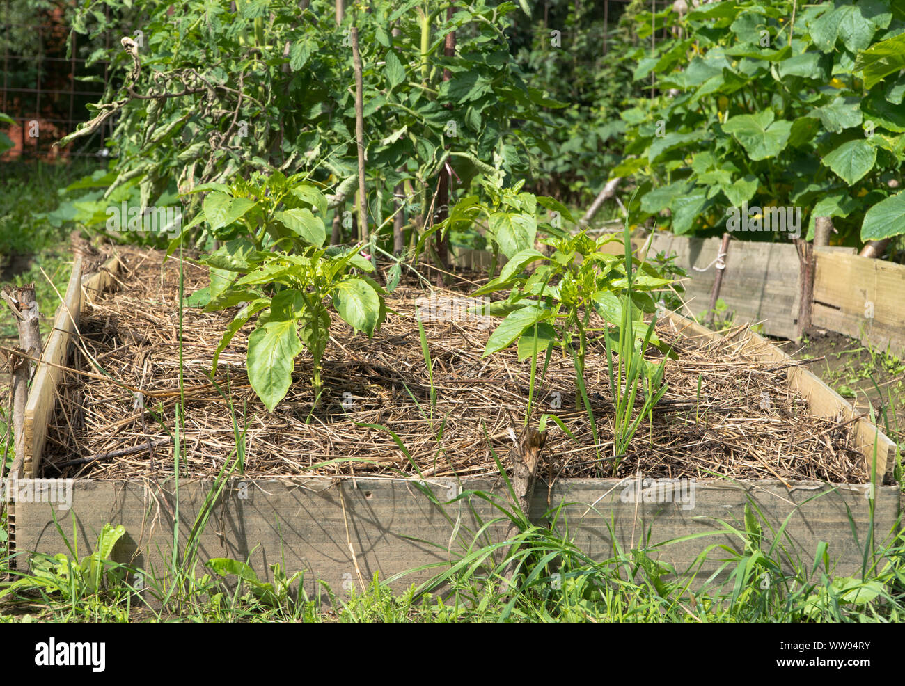 stems and sprouts of pepper in the garden Stock Photo - Alamy