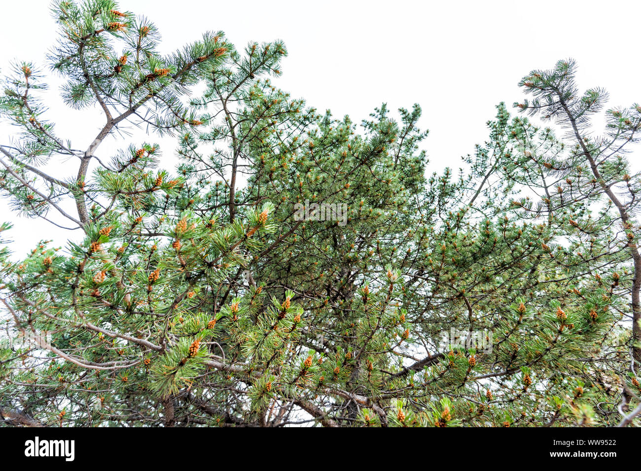 Needles cones spruce against mountains hi-res stock photography and ...